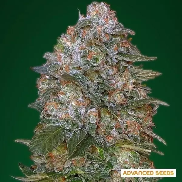 Critical Soma d'Advanced Seeds féminisée - Grow Barato
