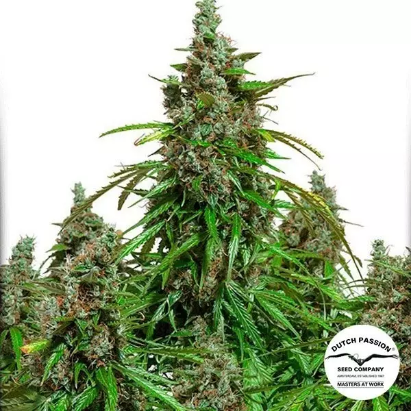 Graines Auto Mazar de Dutch Passion - Grow Barato