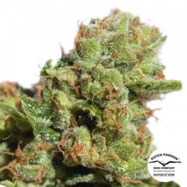 Acheter Auto Bruce Lemon Diesel de Dutch Passion - GB