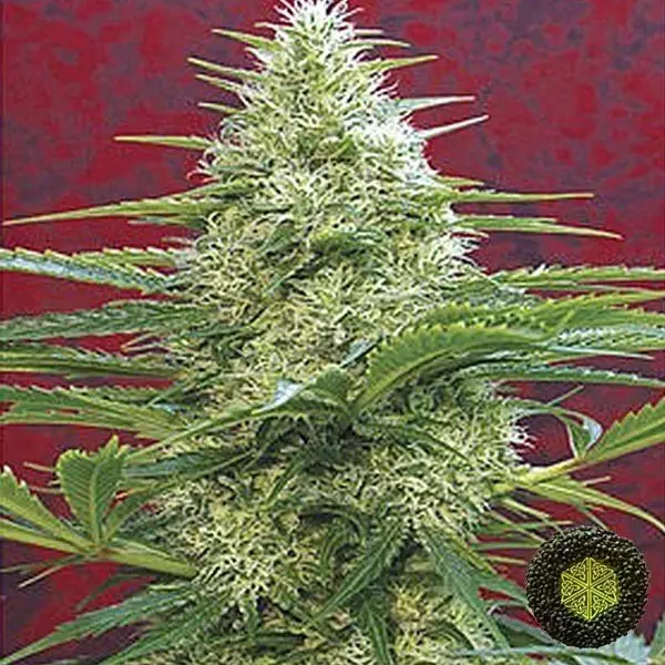 Satori de Mandala Seeds très productive - Grow Barato