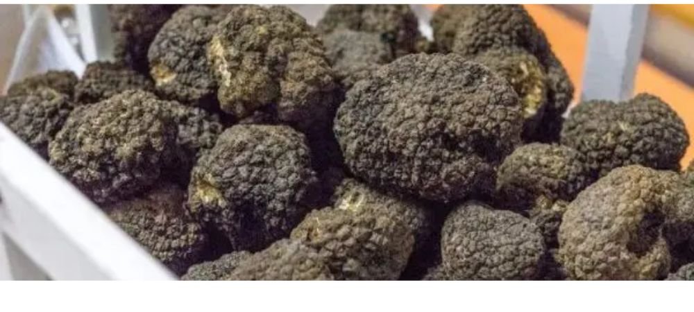 Truffes magiques et les multiples bienfaits pour l'organisme