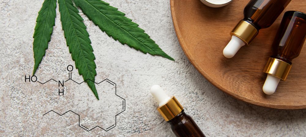 Anandamide : le cannabinoïde endogène du bonheur